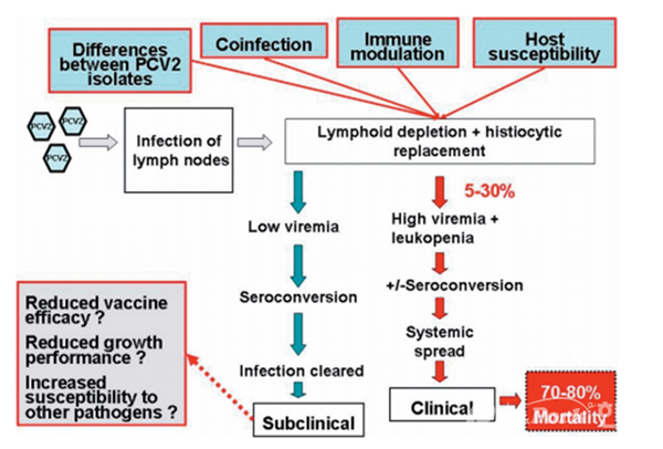 돼지써코바이러스 2형(PCV2)의 유전형 변화와 이에 따른 백신의 효능