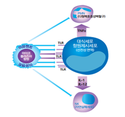 ‘써코백(CIRCOVAC)’+‘하이오젠(HYOGEN)’=‘듀오(DUO)’