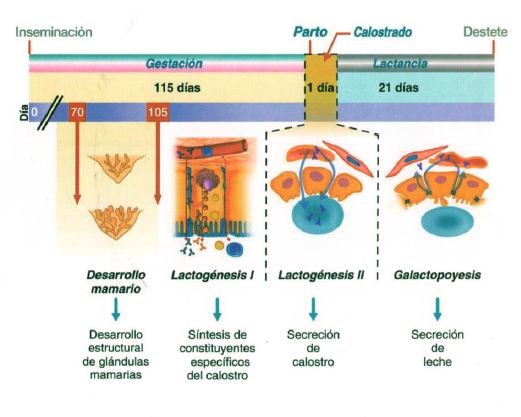 초유 섭취의 중요성과 그 평가 방법