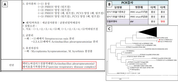 환절기 비육장의 돼지호흡기복합증후군(PRDC) 발생 사례 및 관리