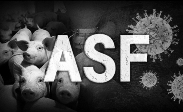 아직 끝나지 않은 국내 ASF 상황을 보며 : 선제적인 정책 변화를 기대한다