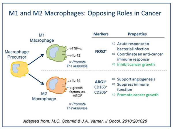 알기 쉬운 면역의 이해와 활용【4】