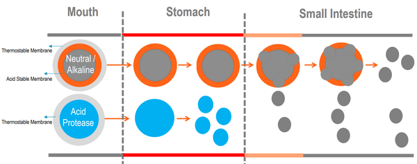 생산성 향상과 환경 개선 필수 아이템!, 멀티 프로테아제 ‘KEMZYME™ Protease’